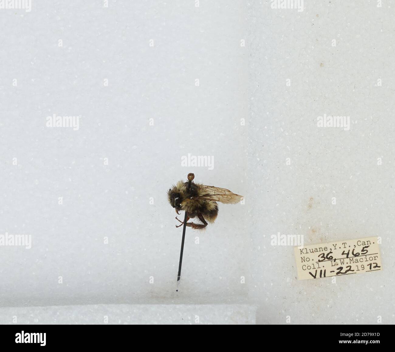 Kluane, Yukon Territory, Canada, Bombus bifarius nearcticus, Animalia ...