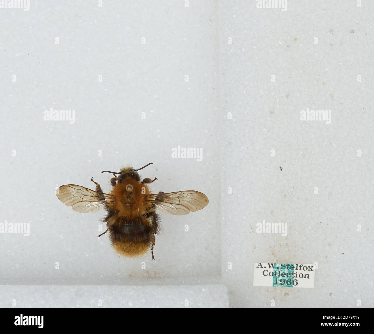 Bombus sp., Animalia, Arthropoda, Insecta, Hymenoptera, Apidae, Apinae ...