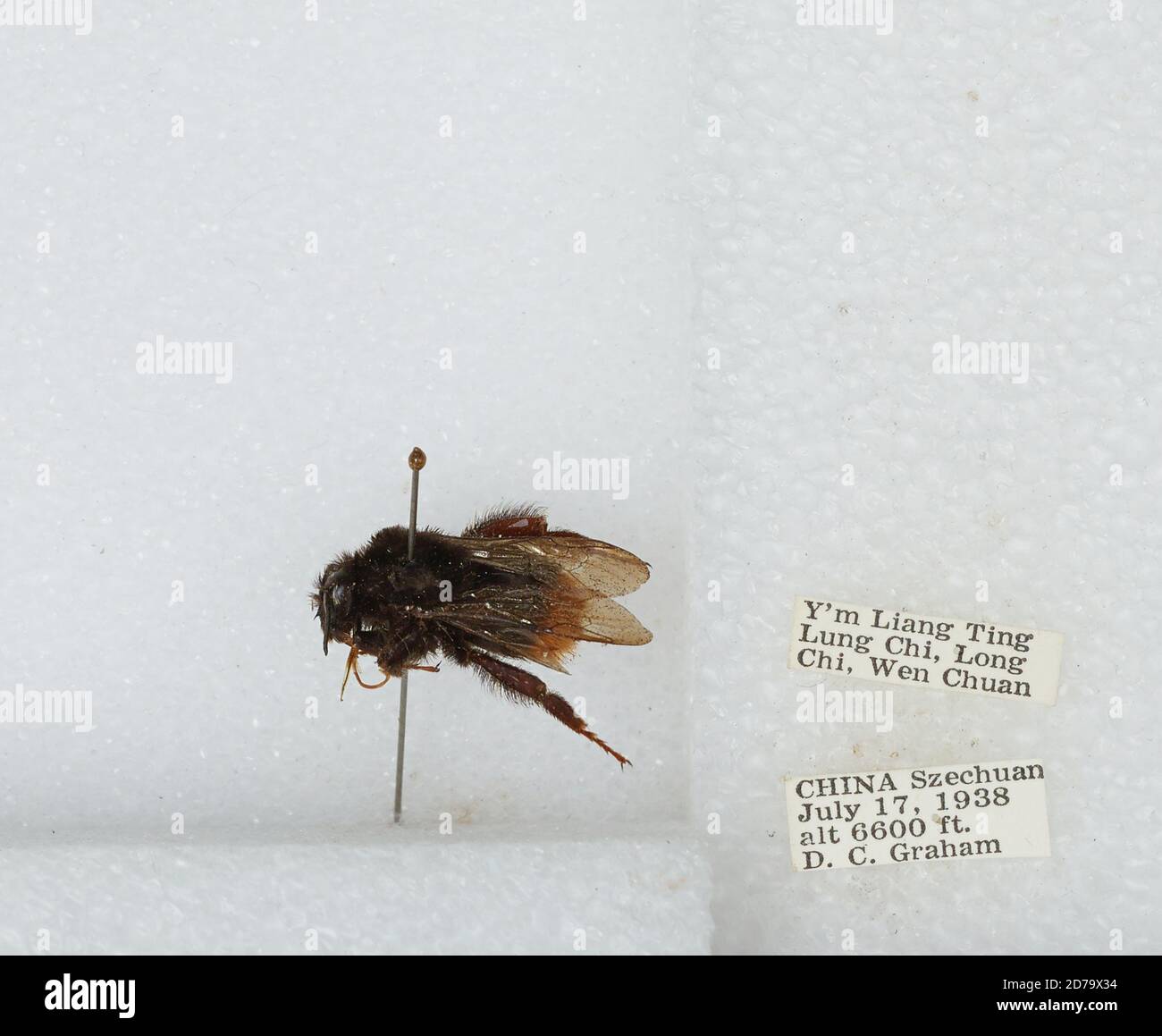 Y'm Liang Ting Lung Chi, Long Chi, Wen Chuan, Sichuan, China, Bombus sp ...