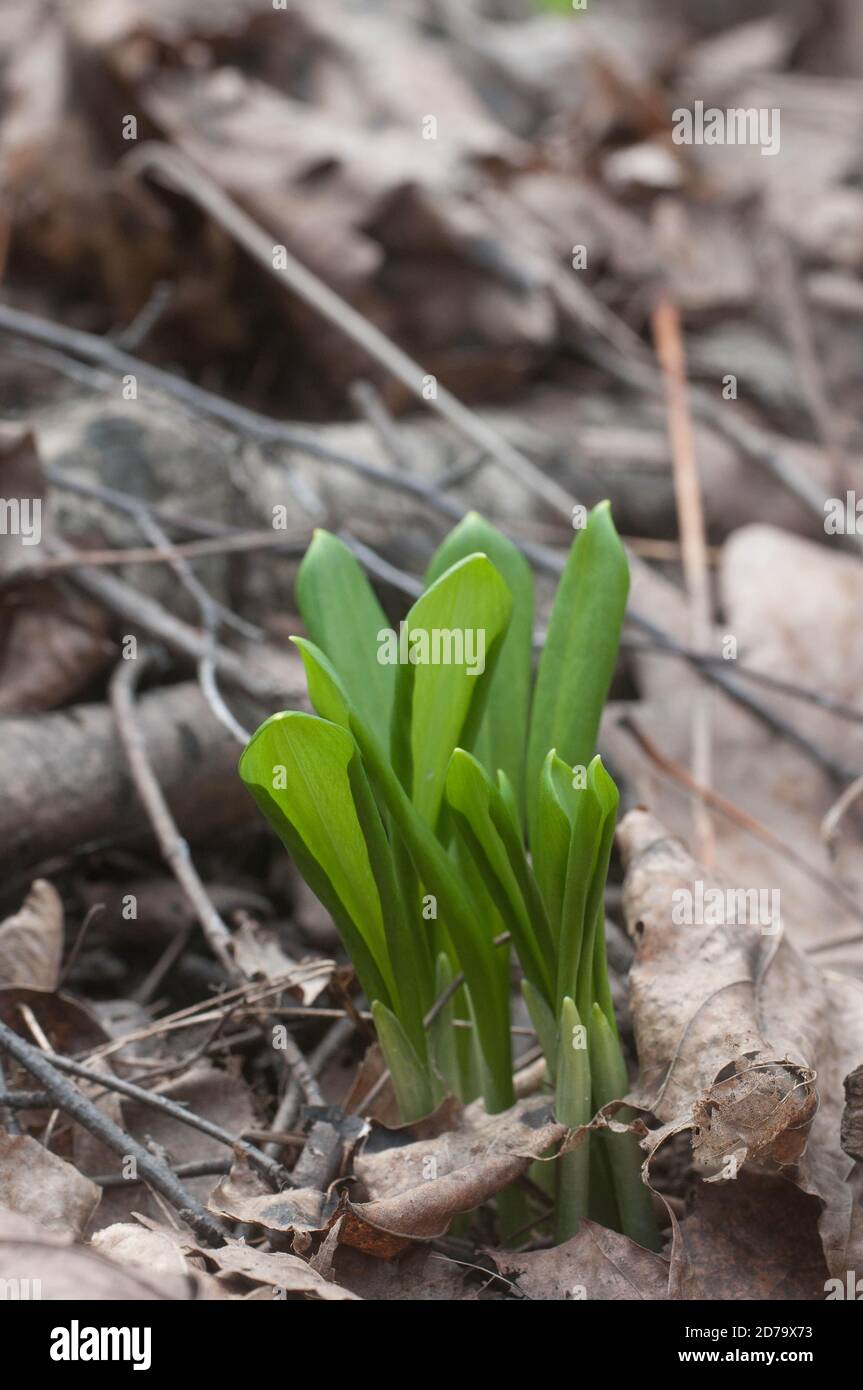 Allium ursinum young leaves in a spring forest Stock Photo - Alamy