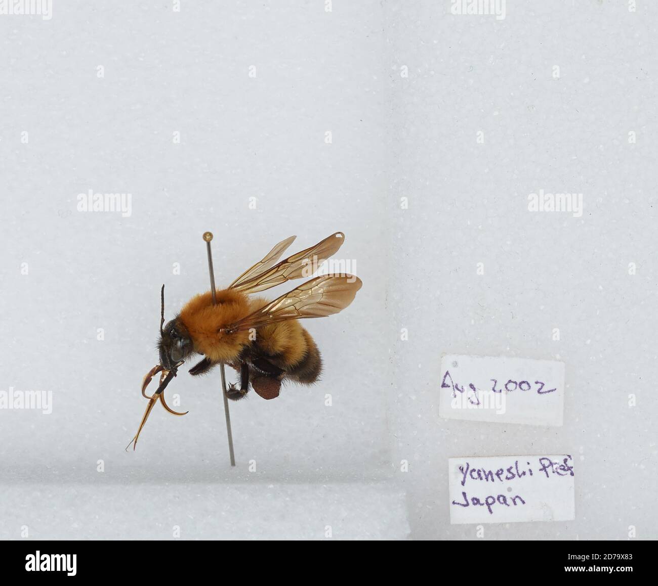 Yaneshi, Japan, Bombus (Diversobombus) diversus Smith, Animalia, Arthropoda, Insecta ...