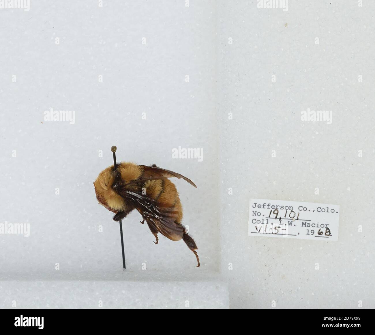 Jefferson, Colorado, United States, Bombus (Fervidobombus) fervidus ...