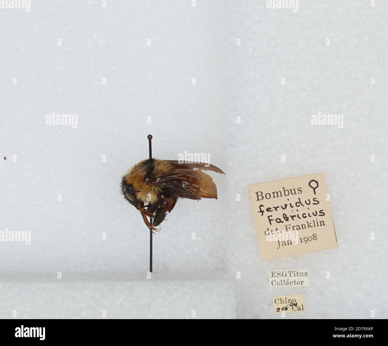 Chino, San Bernardino, California, United States, Bombus (Fervidobombus ...