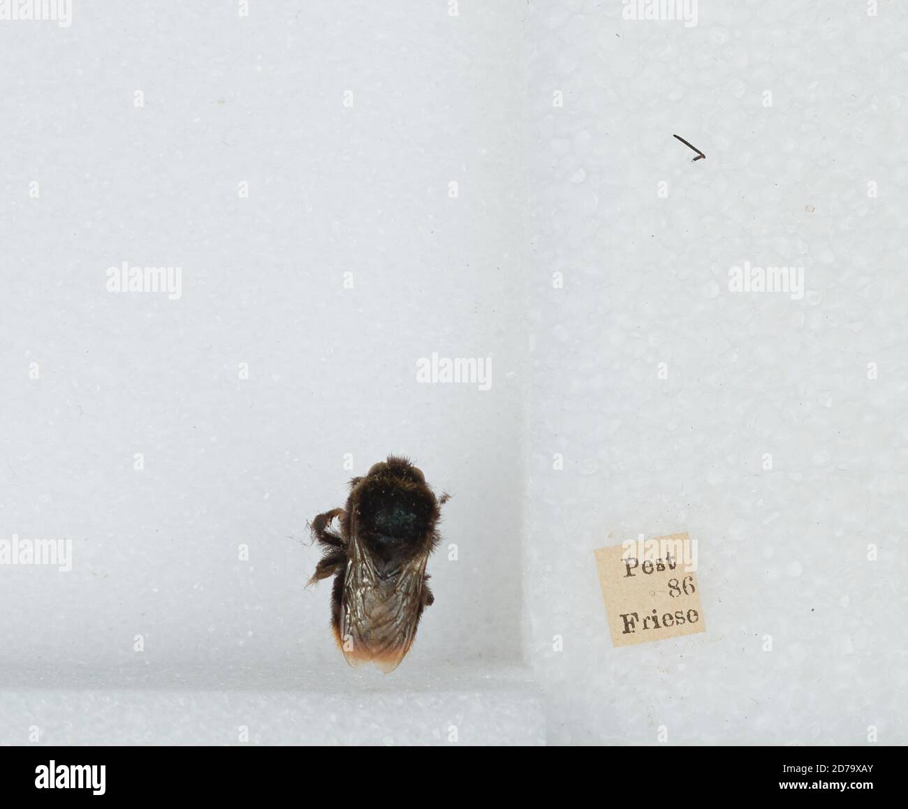 Bombus (Confusibombus) confusus (Schenck), Animalia, Arthropoda ...