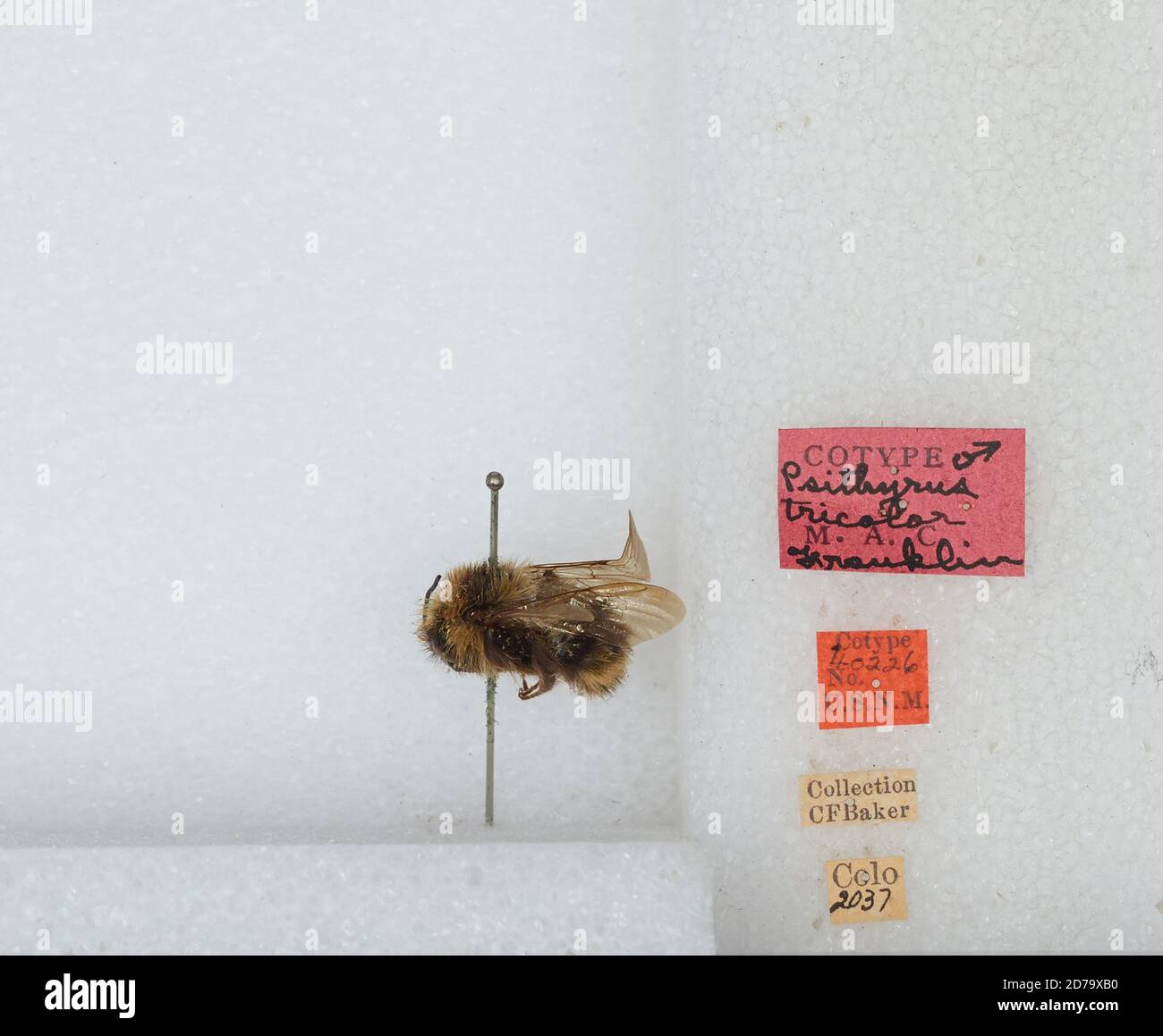 Colorado, United States, Bombus (Psithyrus) fernaldae (Franklin ...