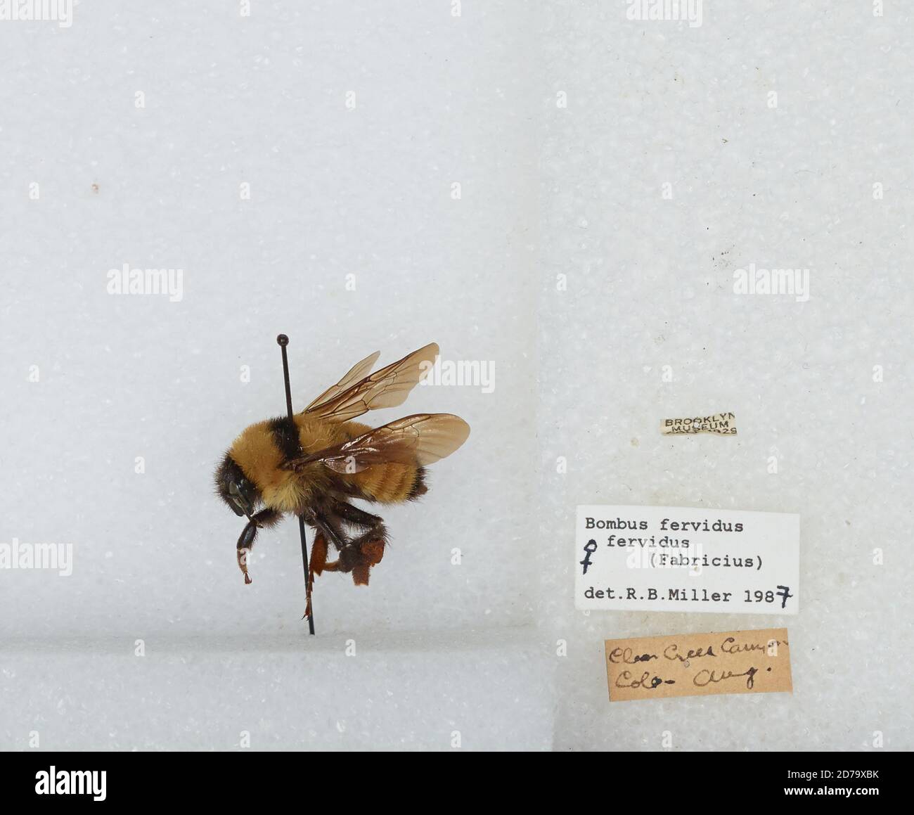 Clear Creek Canyon, Colorado, United States, Bombus (Fervidobombus ...