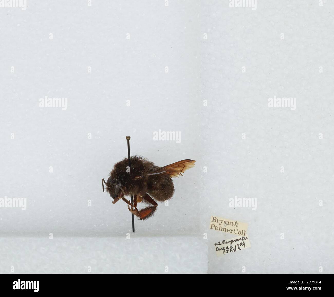 Mount Pangrango, West Java, West Java, Indonesia, Bombus ...