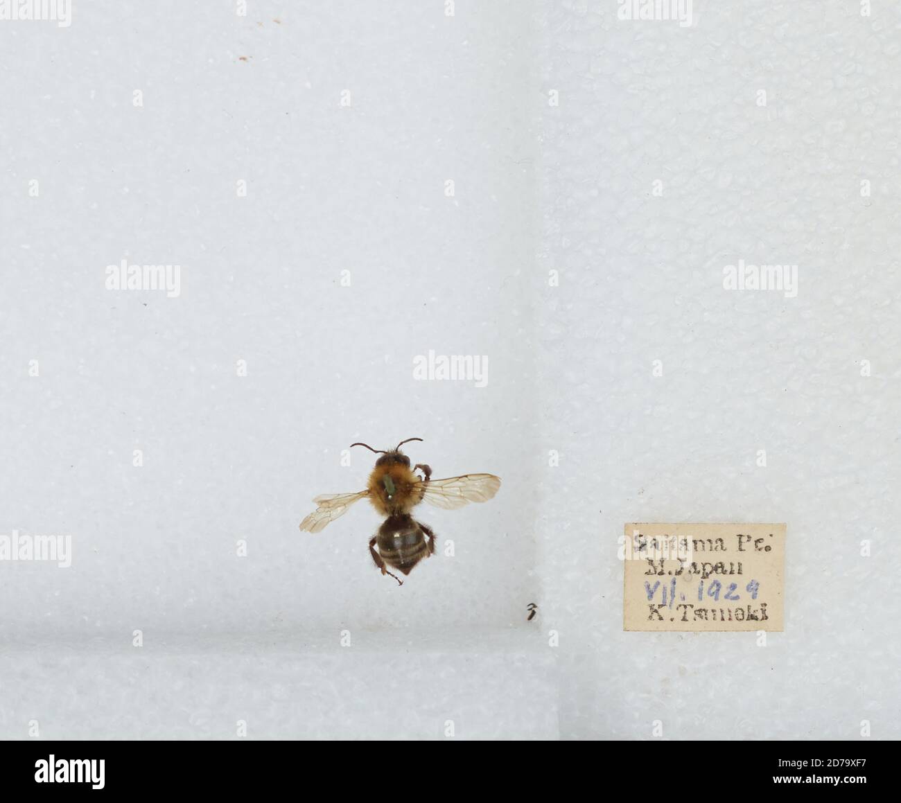 Saitama, Japan, Bombus (Diversobombus) diversus Smith, Animalia ...