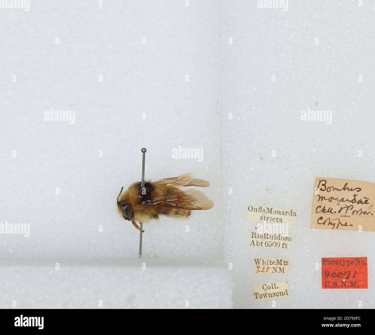 White Mountains, Rio Ruidoso, Lincoln, New Mexico, United States ...