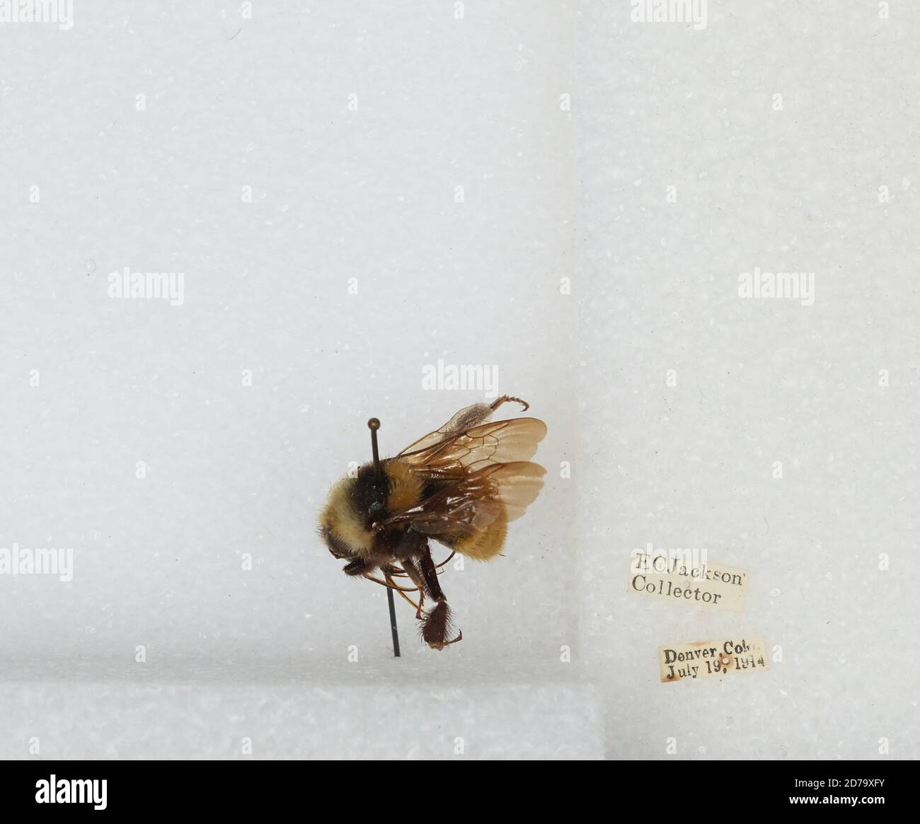 Denver, Colorado, United States, Bombus (Subterraneobombus) appositus ...