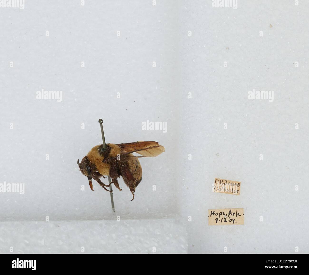 Hope, Hempstead, Arkansas, United States, Bombus (Fraternobombus ...