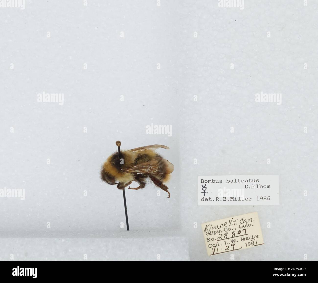 Kluane, Yukon Territory, Canada, Bombus (Alpinobombus) balteatus ...