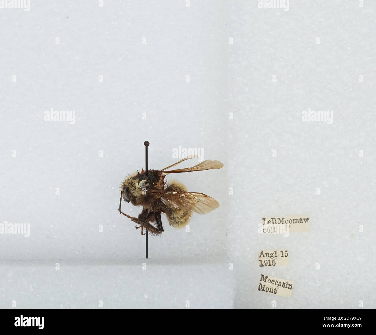 Moccasin, Judith Basin, Montana, United States, Bombus ...