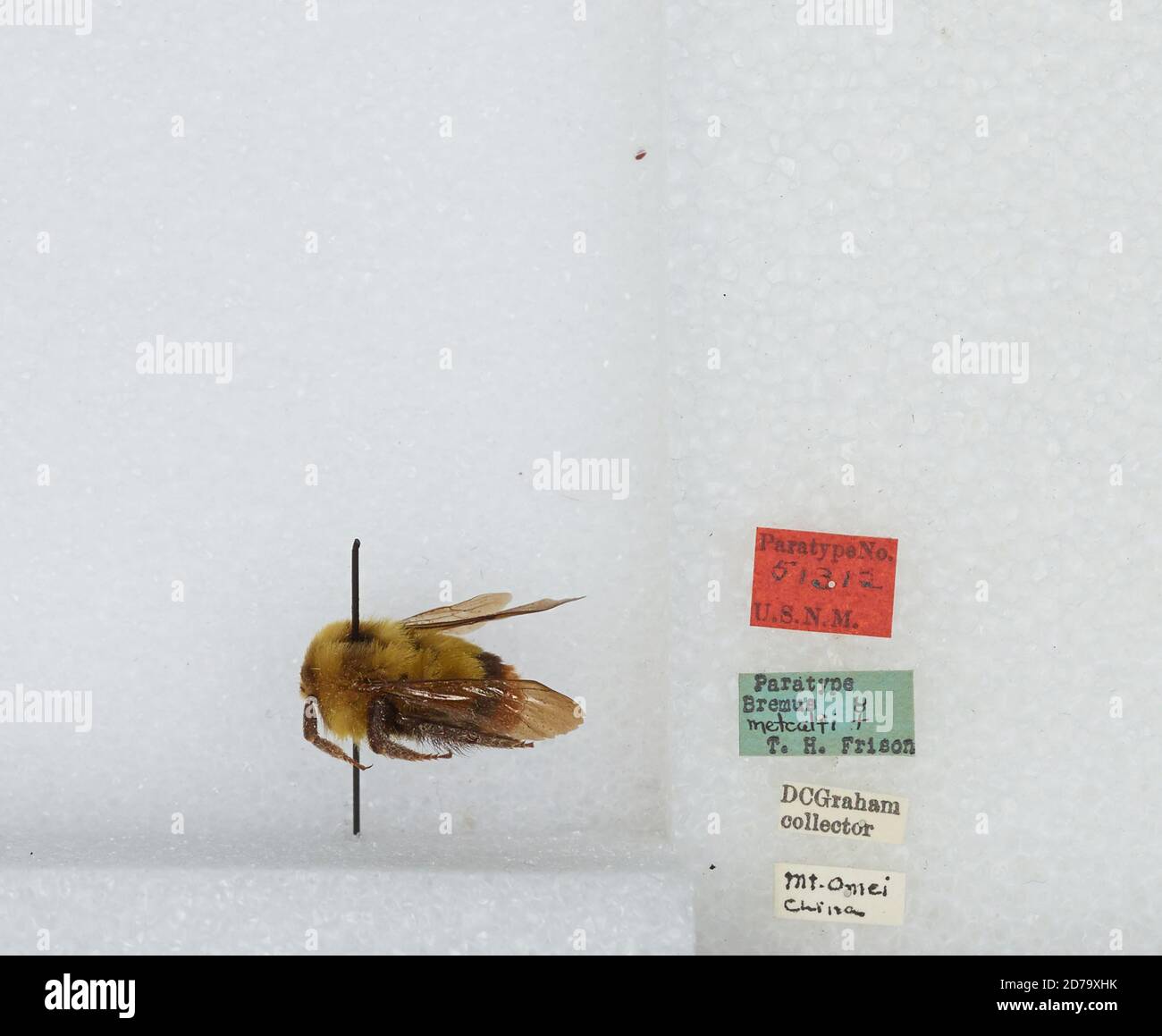 Mount Omei, China, Bombus (Orientalibombus) braccatus Friese, 1905 ...