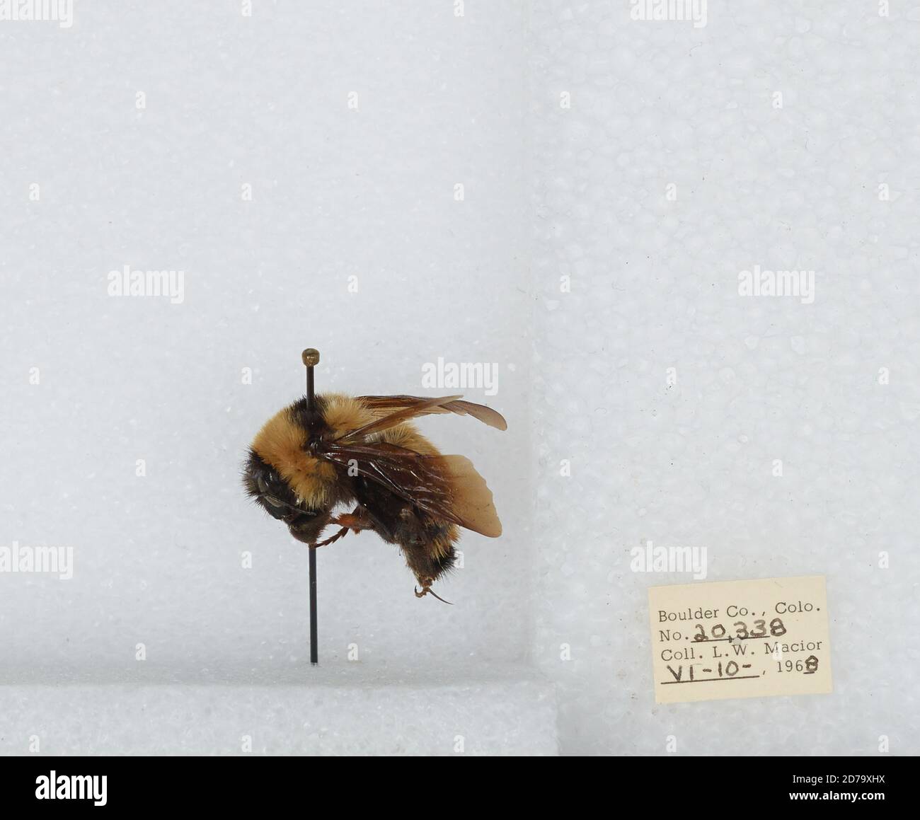 Boulder, Colorado, United States, Bombus (Fervidobombus) fervidus ...