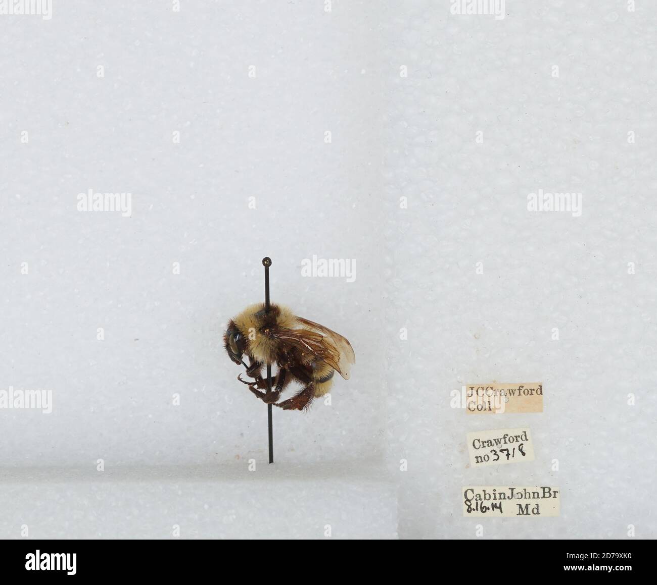 Cabin John Bridge, Montgomery, Maryland, United States, Bombus ...