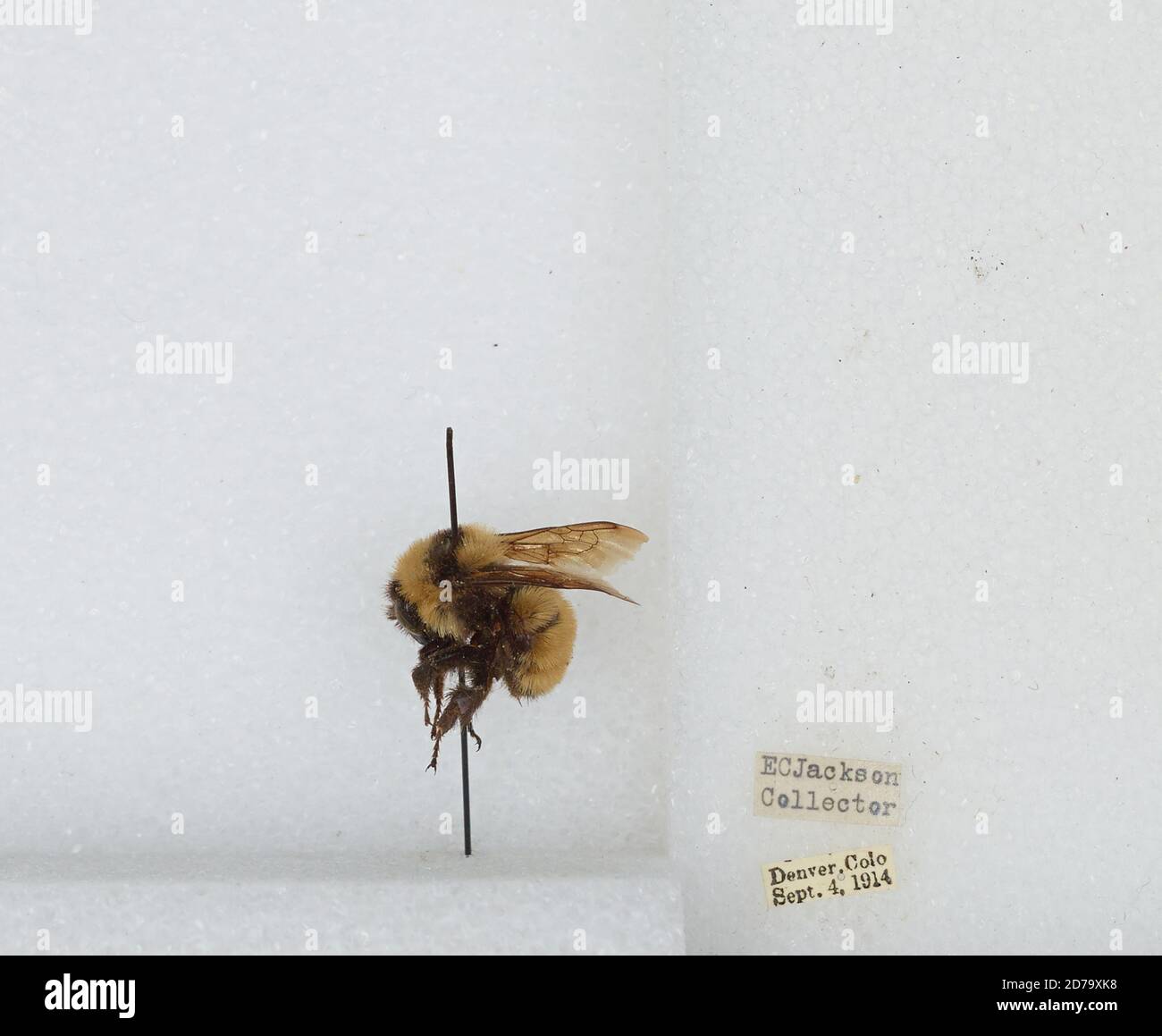 Denver, Colorado, United States, Bombus (Fervidobombus) fervidus ...