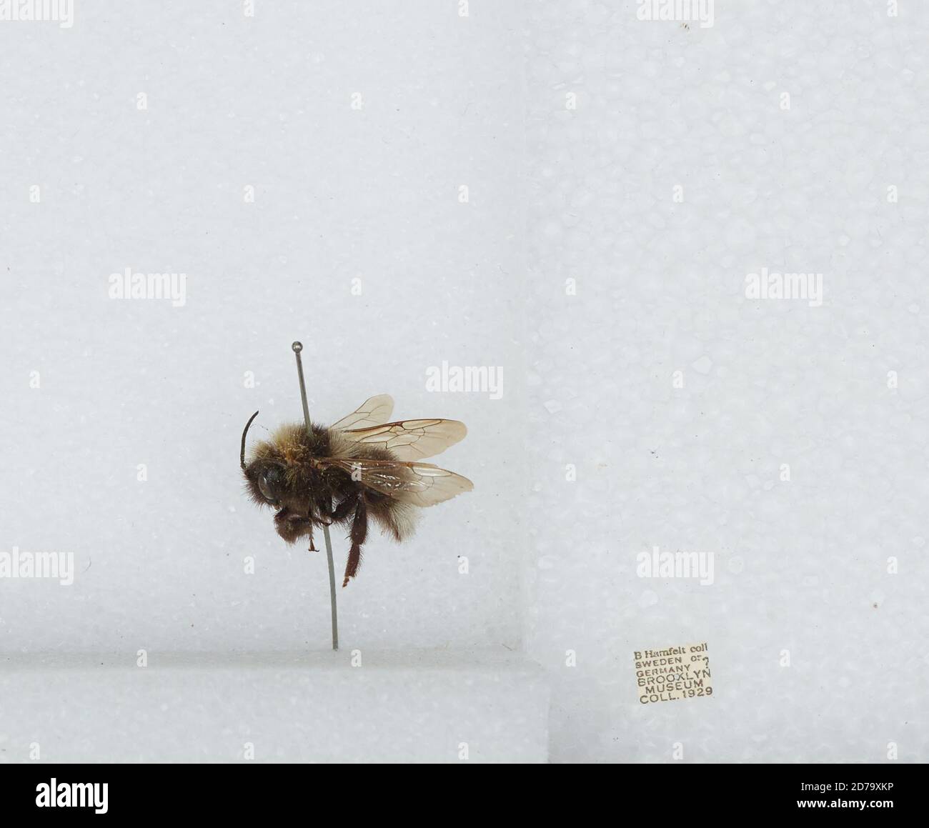 Psithyrus barbutellus hi-res stock photography and images - Alamy