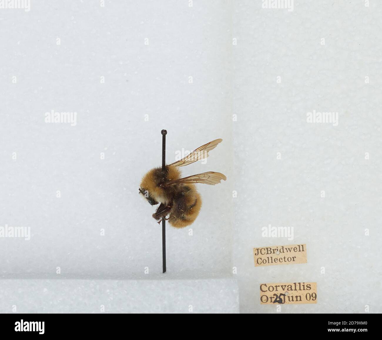 Corvallis, Benton, Oregon, United States, Bombus (Subterraneobombus ...