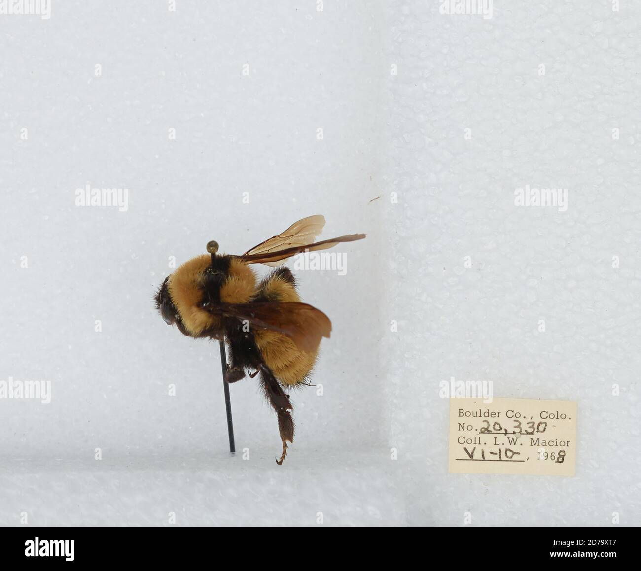 Boulder, Colorado, United States, Bombus (Fervidobombus) fervidus ...