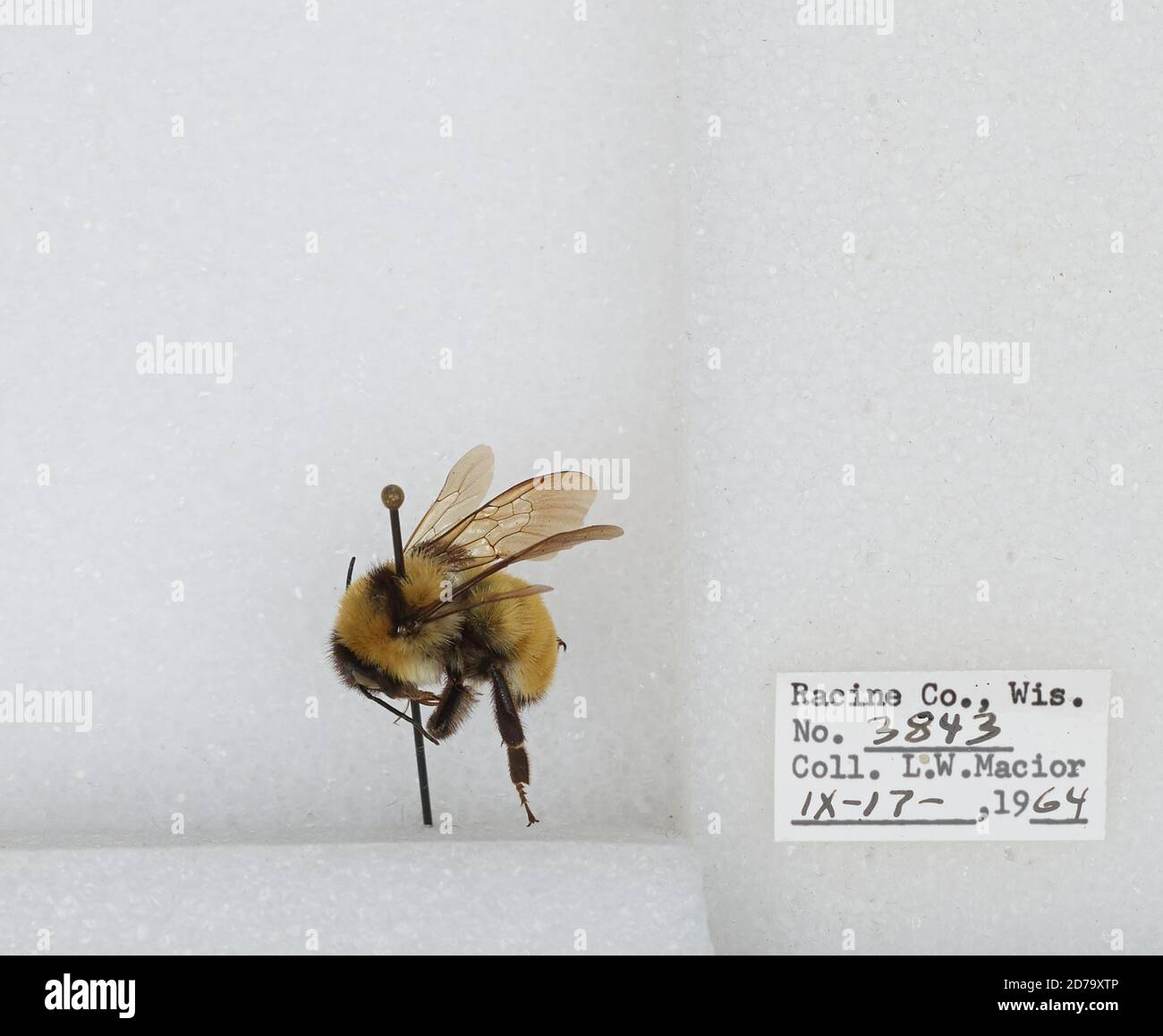 Racine, Wisconsin, United States, Bombus (Fervidobombus) fervidus ...