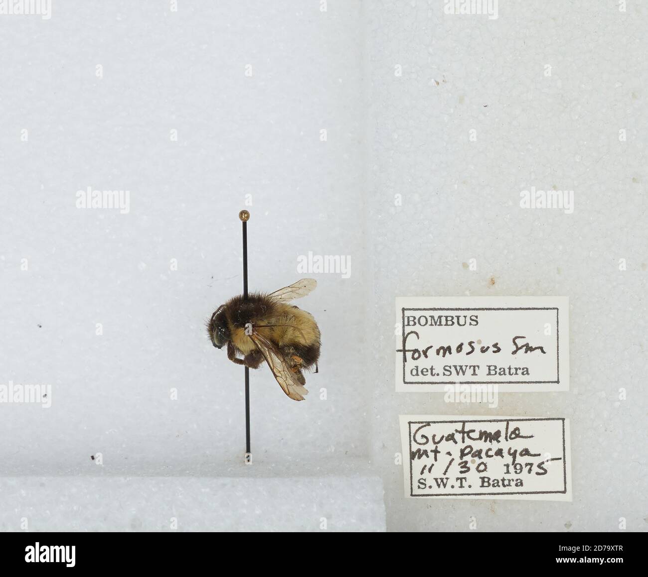 Mount Pacaya, Escuintla, Guatemala, Bombus (Pyrobombus) ephippiatus ...