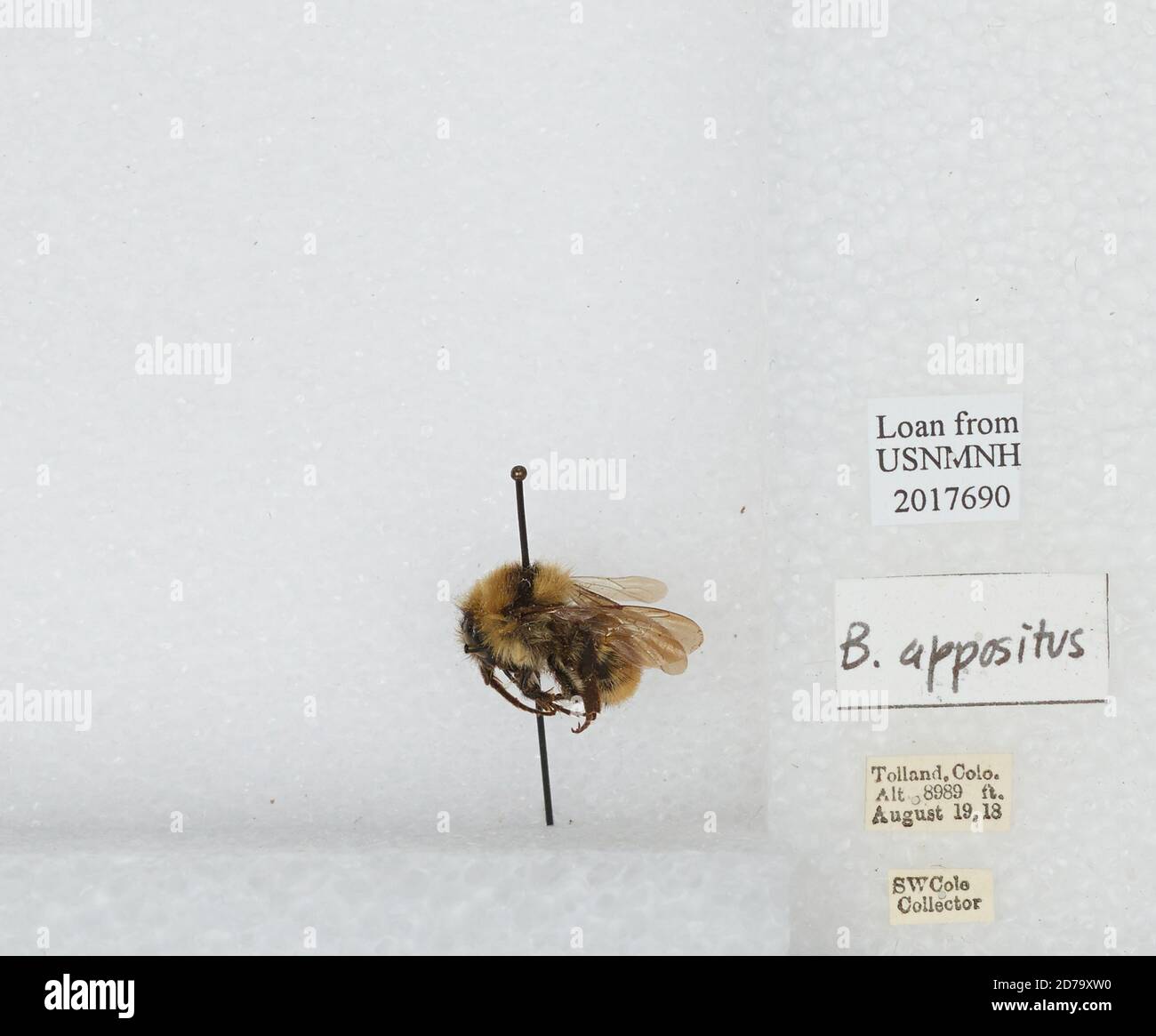 Tolland, Gilpin, Colorado, United States, Bombus (Subterraneobombus ...