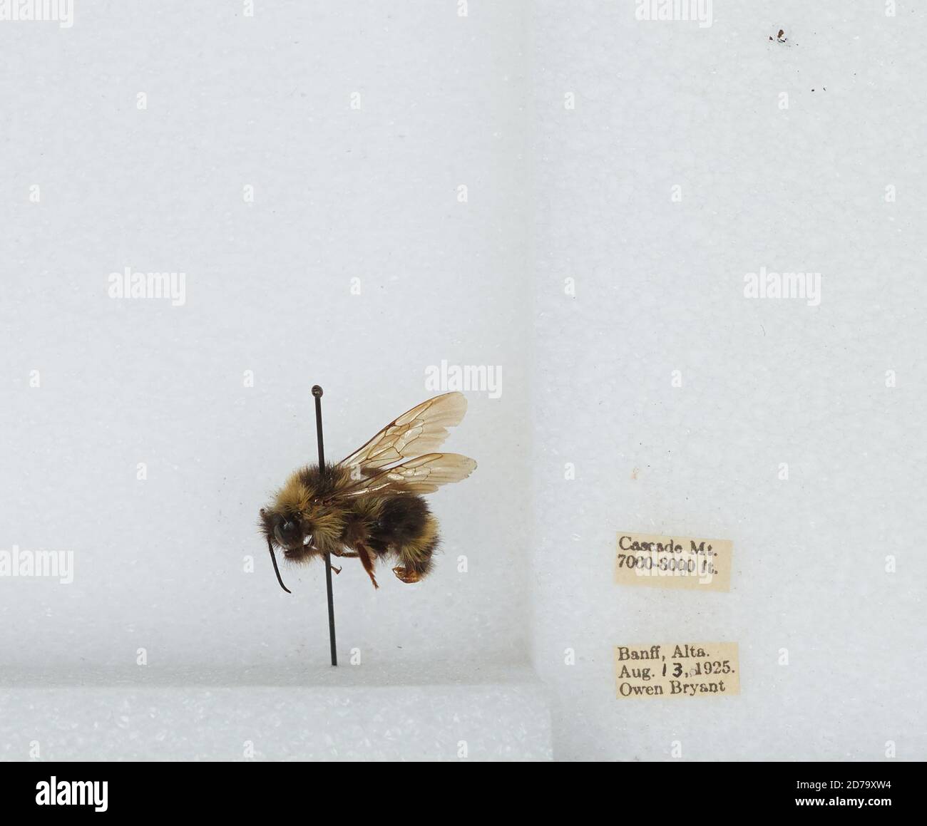 Banff, Cascade Mountain, Alberta, Canada, Bombus (Psithyrus) fernaldae ...