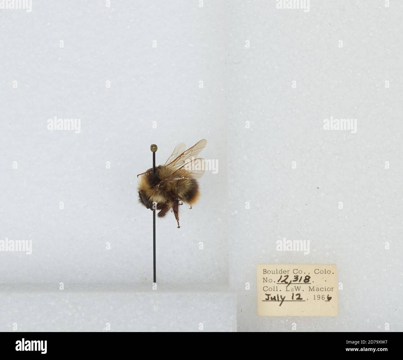 Boulder, Colorado, United States, Bombus (Alpinobombus) balteatus ...