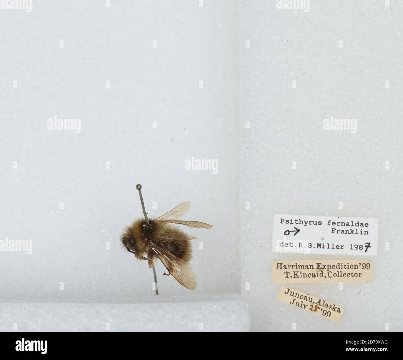 Juneau, Alaska, United States, Bombus (Psithyrus) fernaldae (Franklin ...