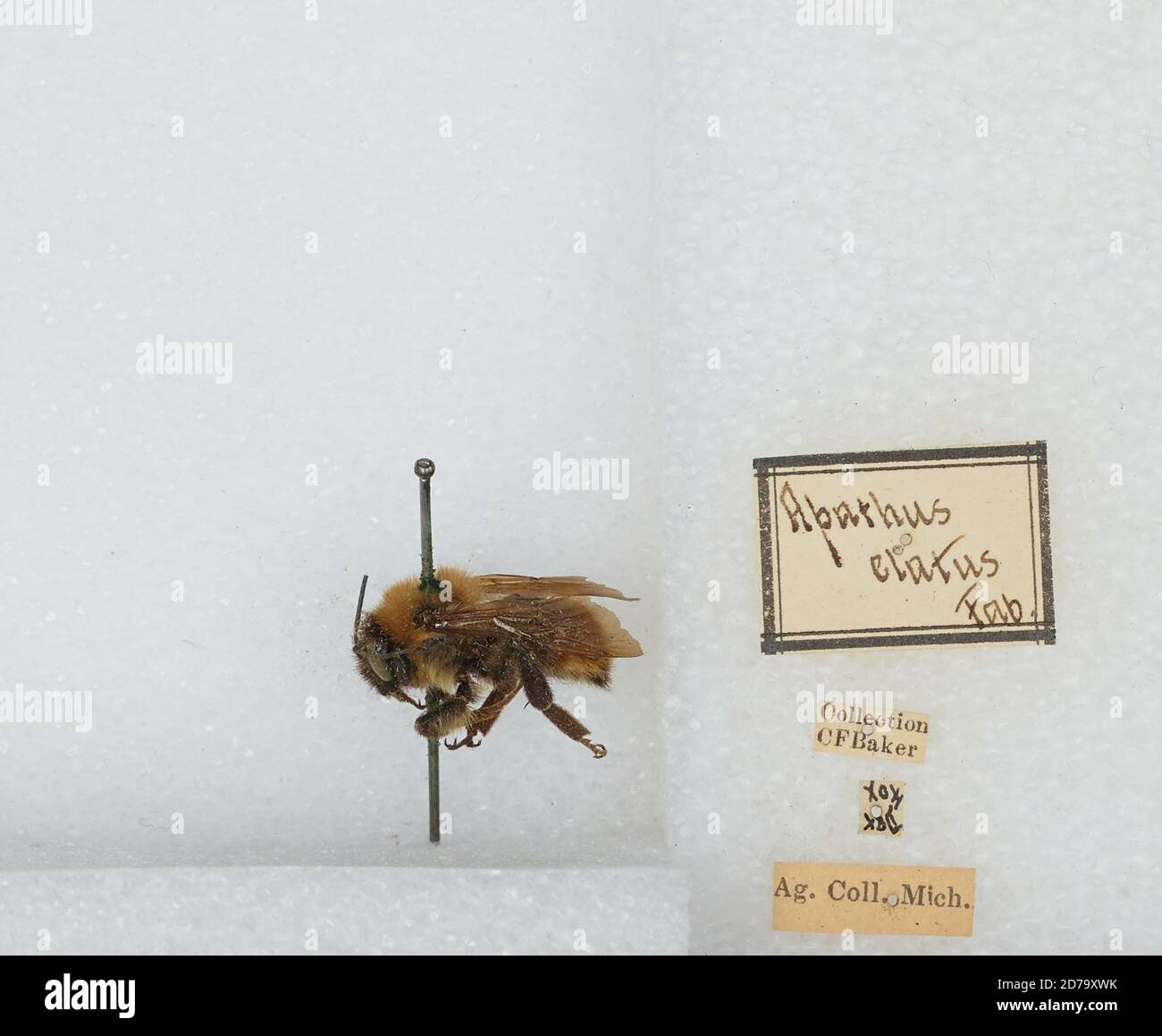 Bombus (Fervidobombus) fervidus fervidus (Fabricius), Animalia ...