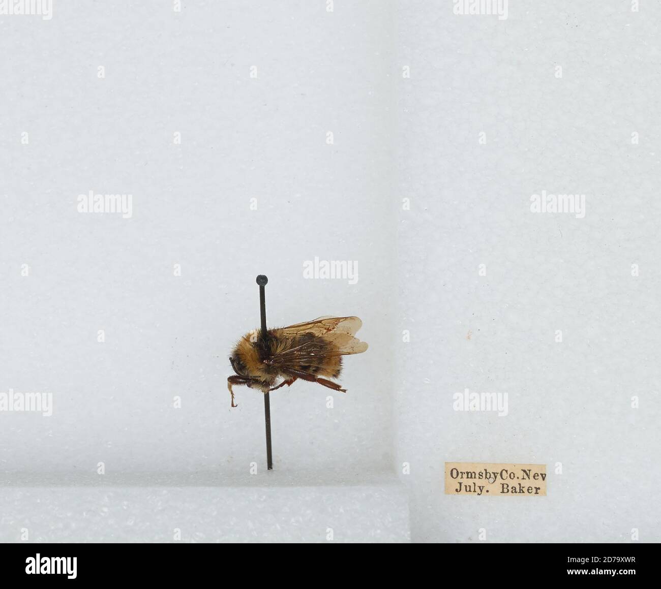 Ormsby, Nevada, United States, Bombus (Fervidobombus) fervidus fervidus ...