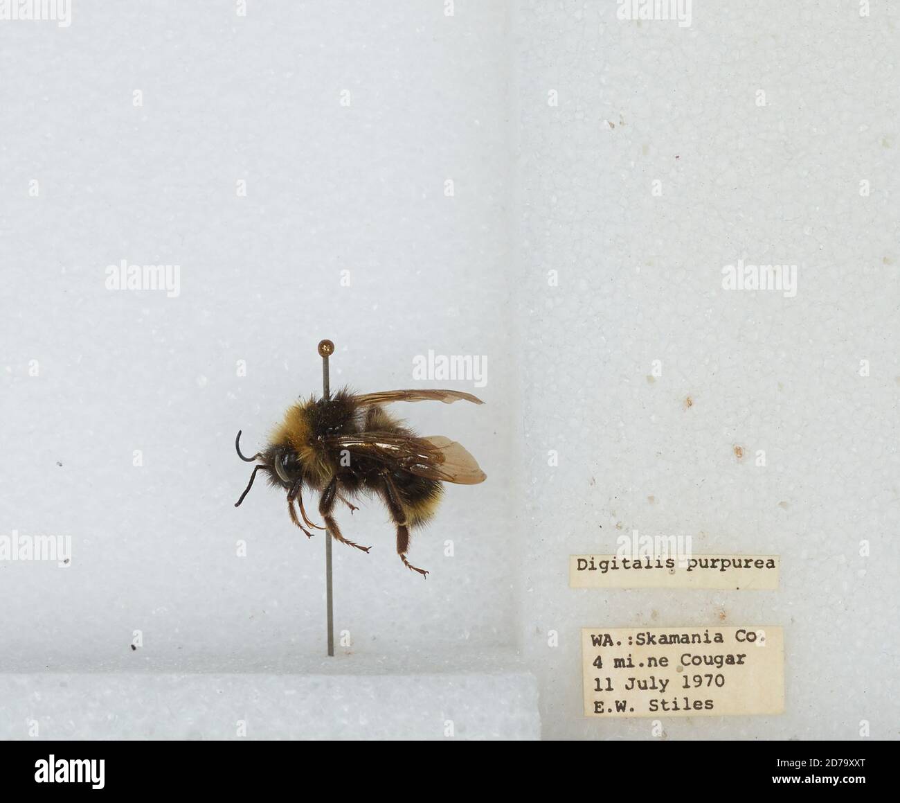 4 miles northeast of Cougar, Skamania, Washington, United States ...