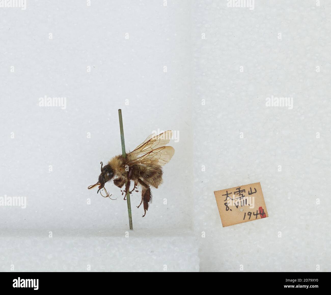 Daisetsuzan, Japan, Bombus (Diversobombus) diversus Smith, Animalia ...