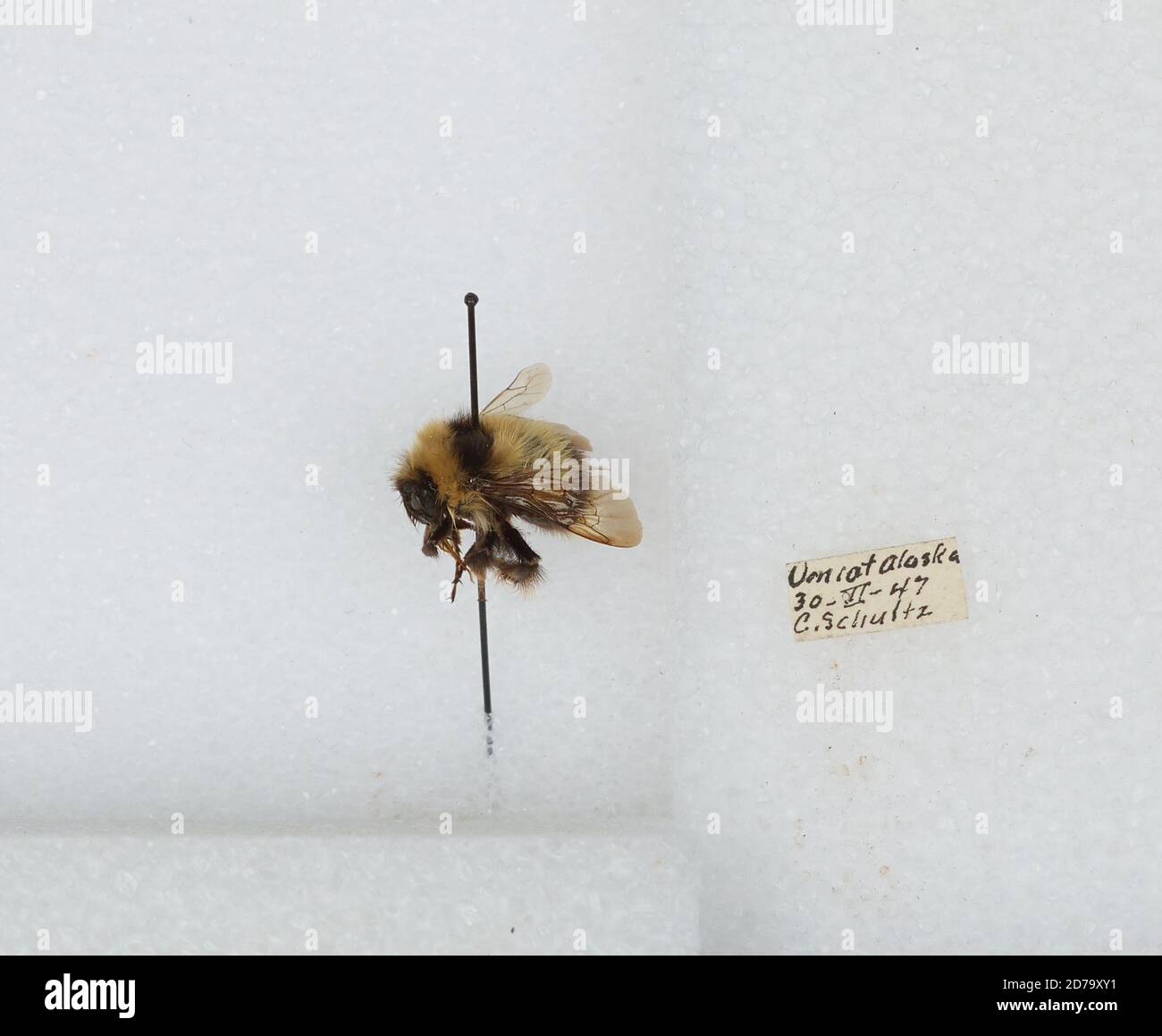 Umiat, North Slope, Alaska, United States, Bombus (Pyrobombus) jonellus ...