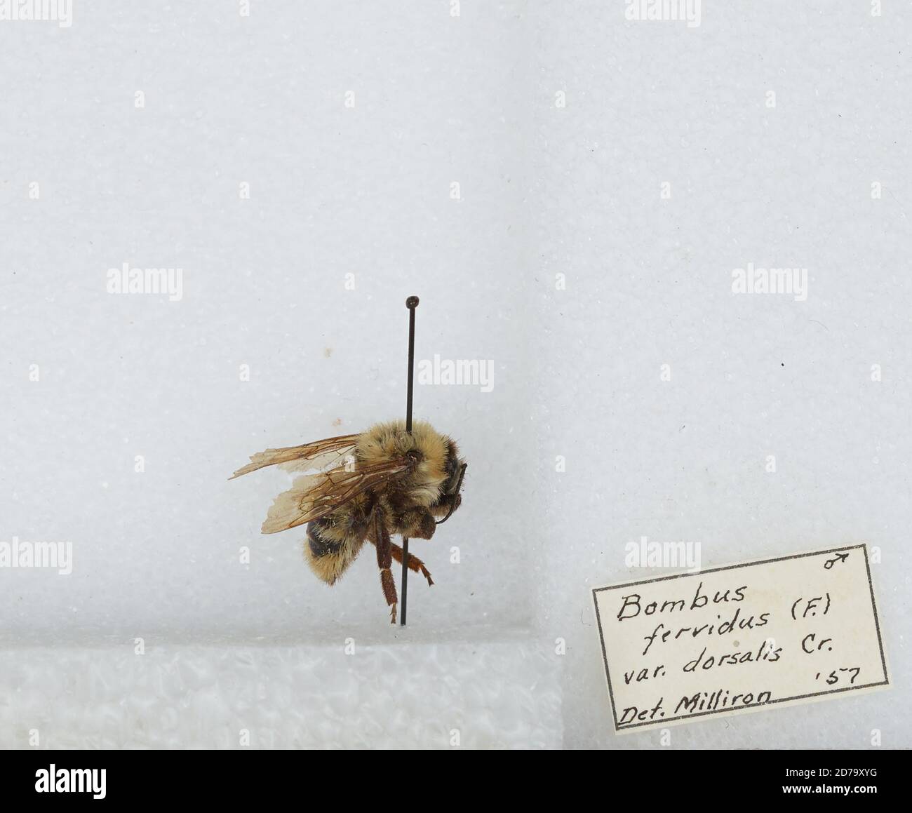 Bombus (Fervidobombus) fervidus fervidus (Fabricius), Animalia ...