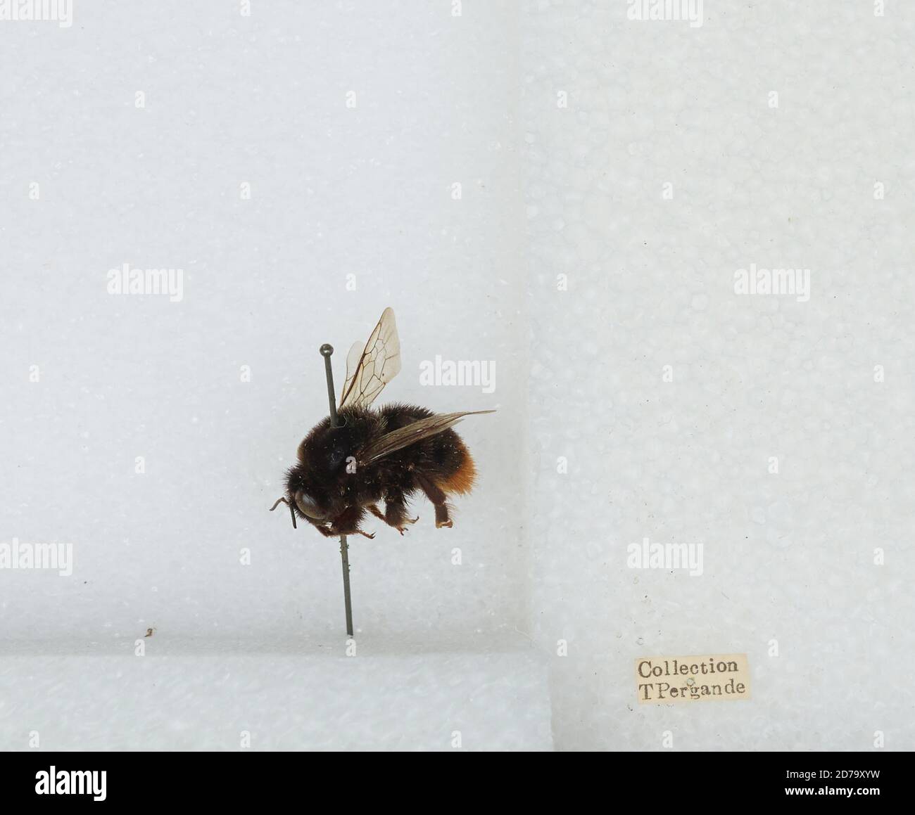 Bombus (Confusibombus) confusus (Schenck), Animalia, Arthropoda ...