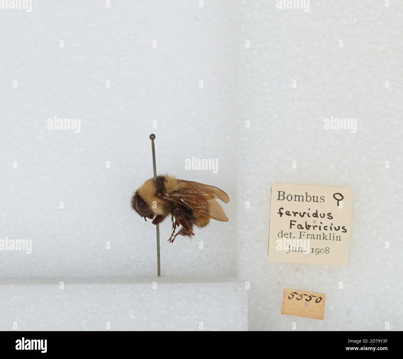 Bombus (Fervidobombus) fervidus fervidus (Fabricius), Animalia ...