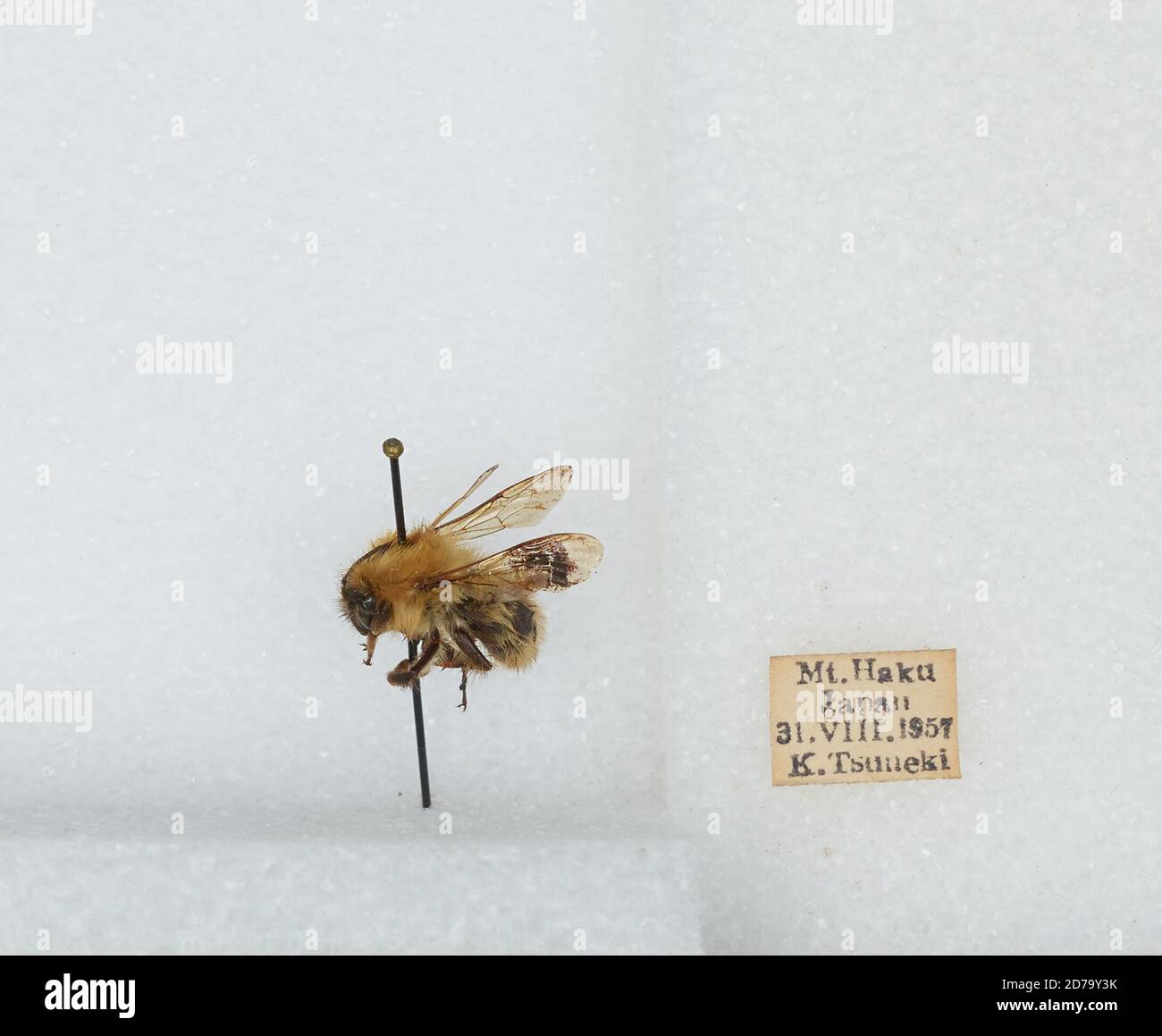 Mt. Haku, Japan, Bombus (Diversobombus) diversus Smith, Animalia ...