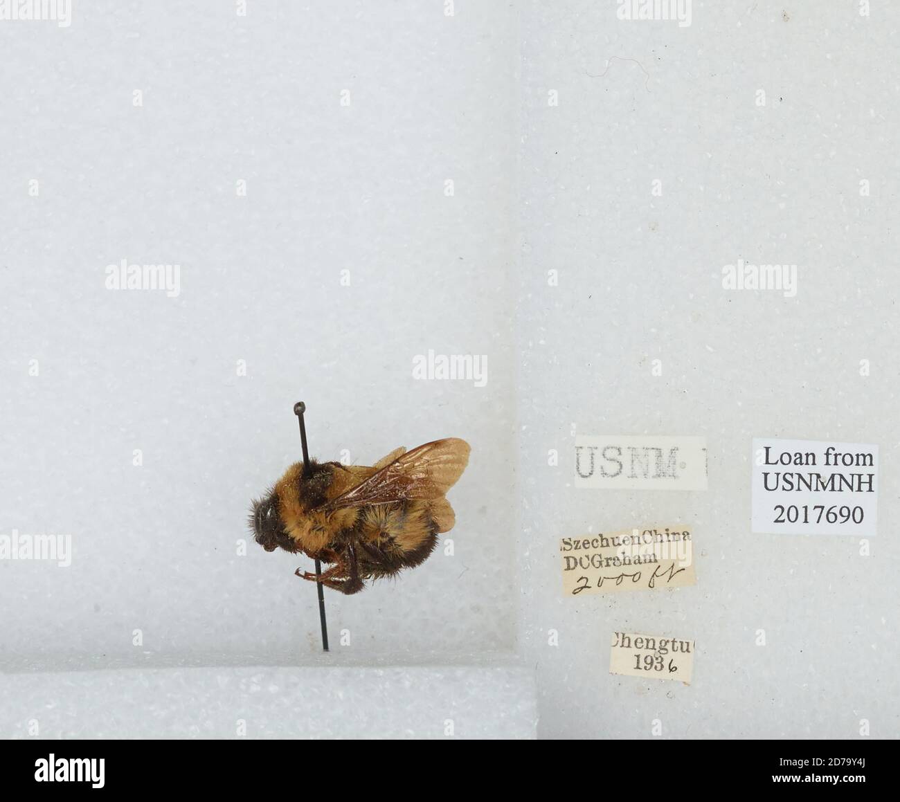 Chengdu, Sichuan, China, Bombus (Alpigenobombus) breviceps Smith, 1852 ...