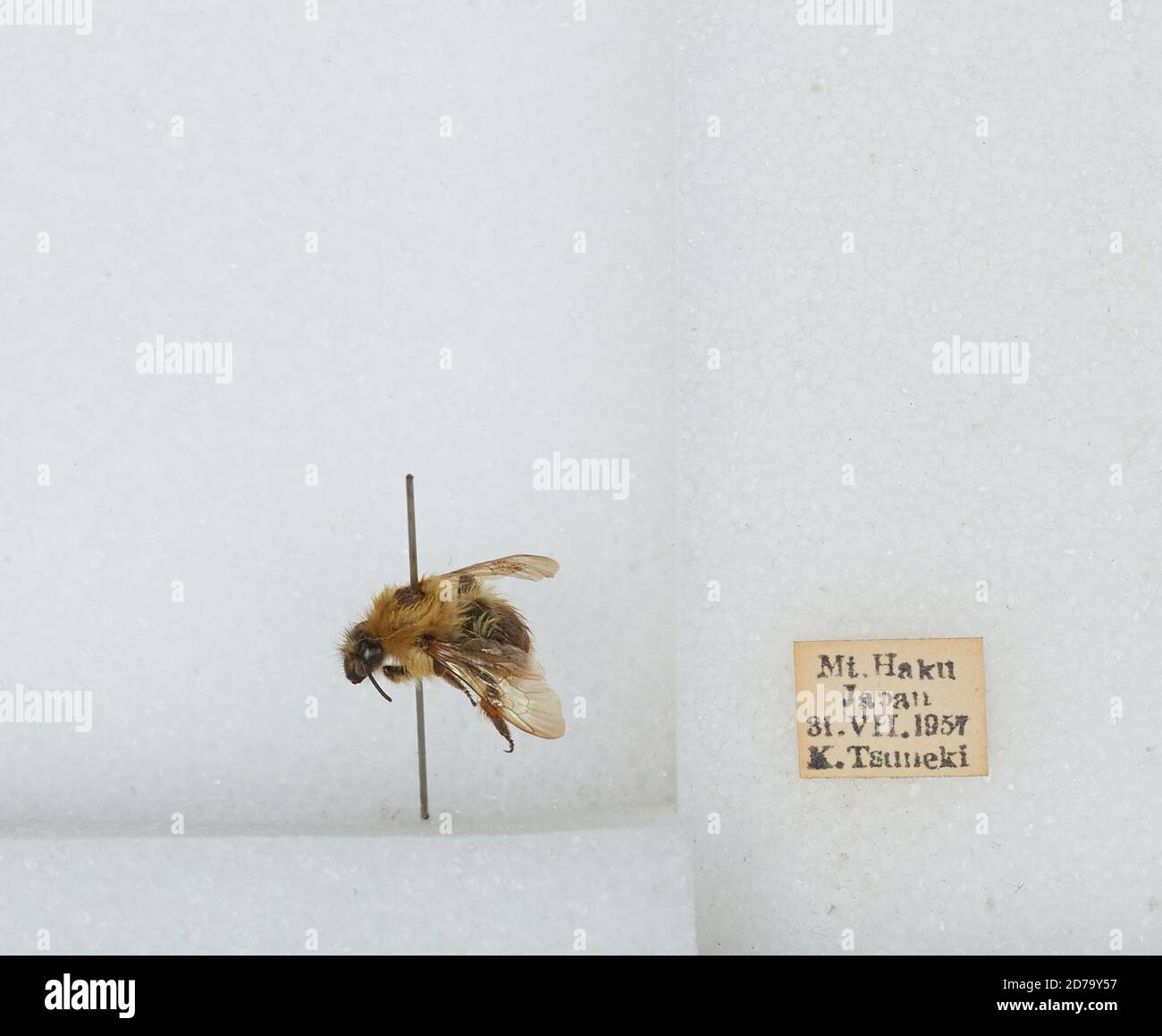 Mt. Haku, Japan, Bombus (Diversobombus) diversus Smith, Animalia ...