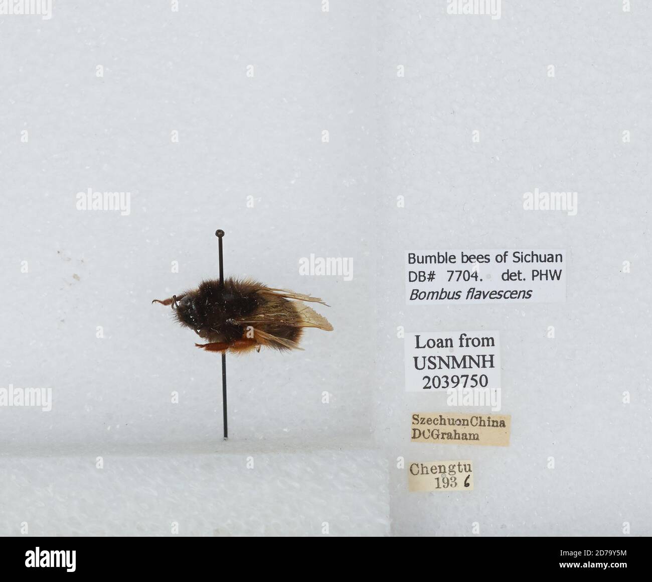 Chengdu, Sichuan, China, Bombus (Pyrobombus) flavescens Smith, 1852 ...