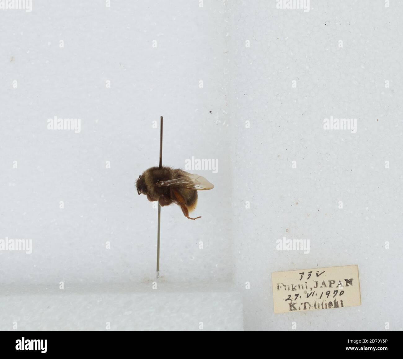 Fukui, Japan, Bombus (Bombus) ignitus Smith, Animalia, Arthropoda, Insecta, Hymenoptera, Apidae ...