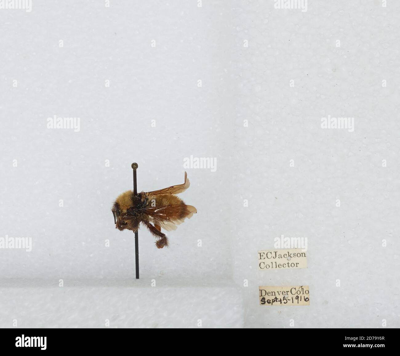 Denver, Colorado, United States, Bombus (Fervidobombus) fervidus ...