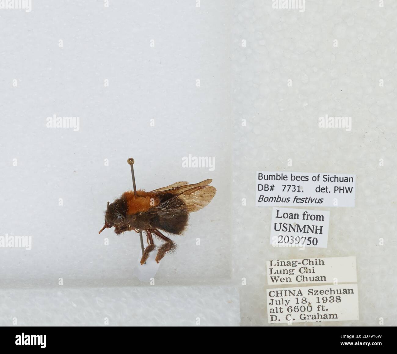 Linag-Chich, Lung Chi, Wen Chuan, Sichuan, China, Bombus (Festivobombus ...