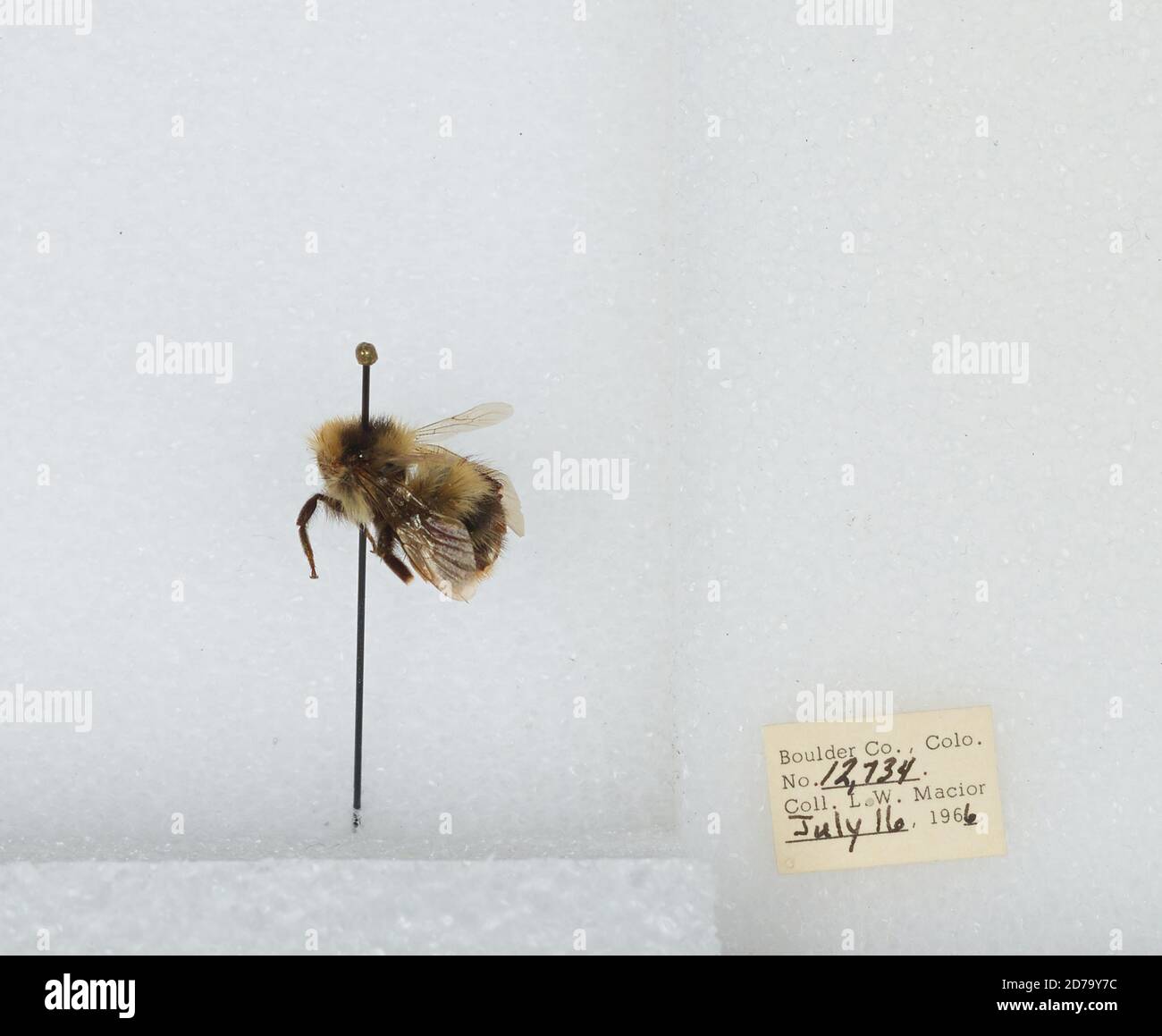 Boulder, Colorado, United States, Bombus (Alpinobombus) balteatus ...