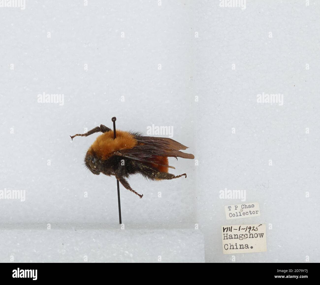 Hangzhou, Zhejiang, China, Bombus (Tricornibombus) atripes Smith ...