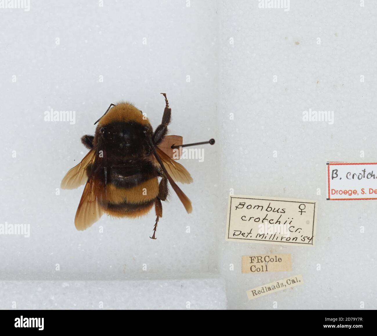 Redlands, San Bernardino, California, United States, Bombus ...