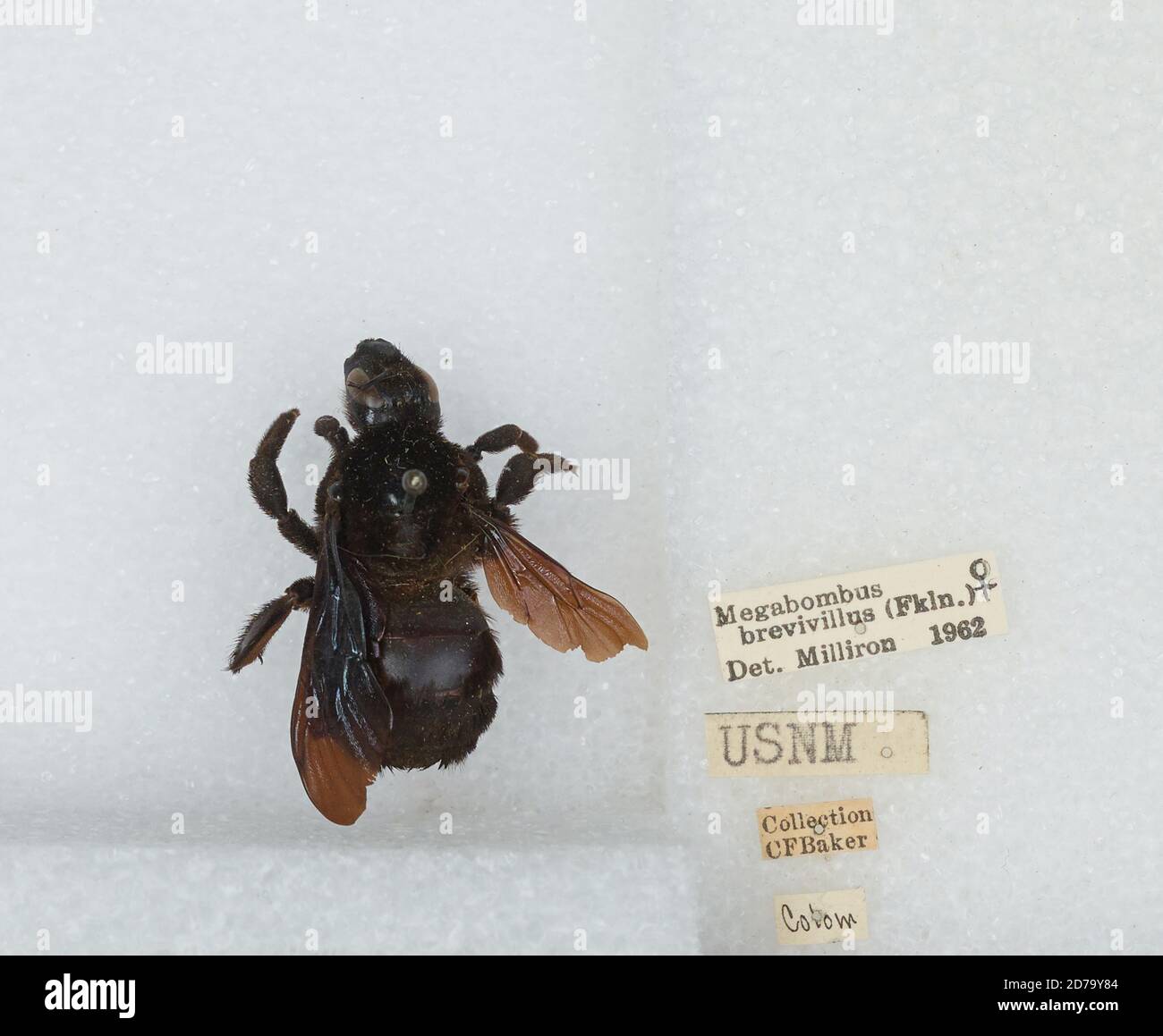 Bombus (Bombus) brevivillus Franklin, 1913, Animalia, Arthropoda ...