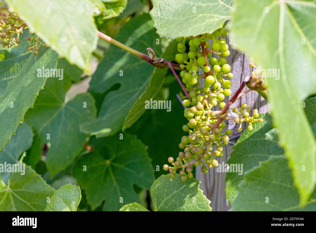 organic small grape growing on vines at farm Stock Photo - Alamy